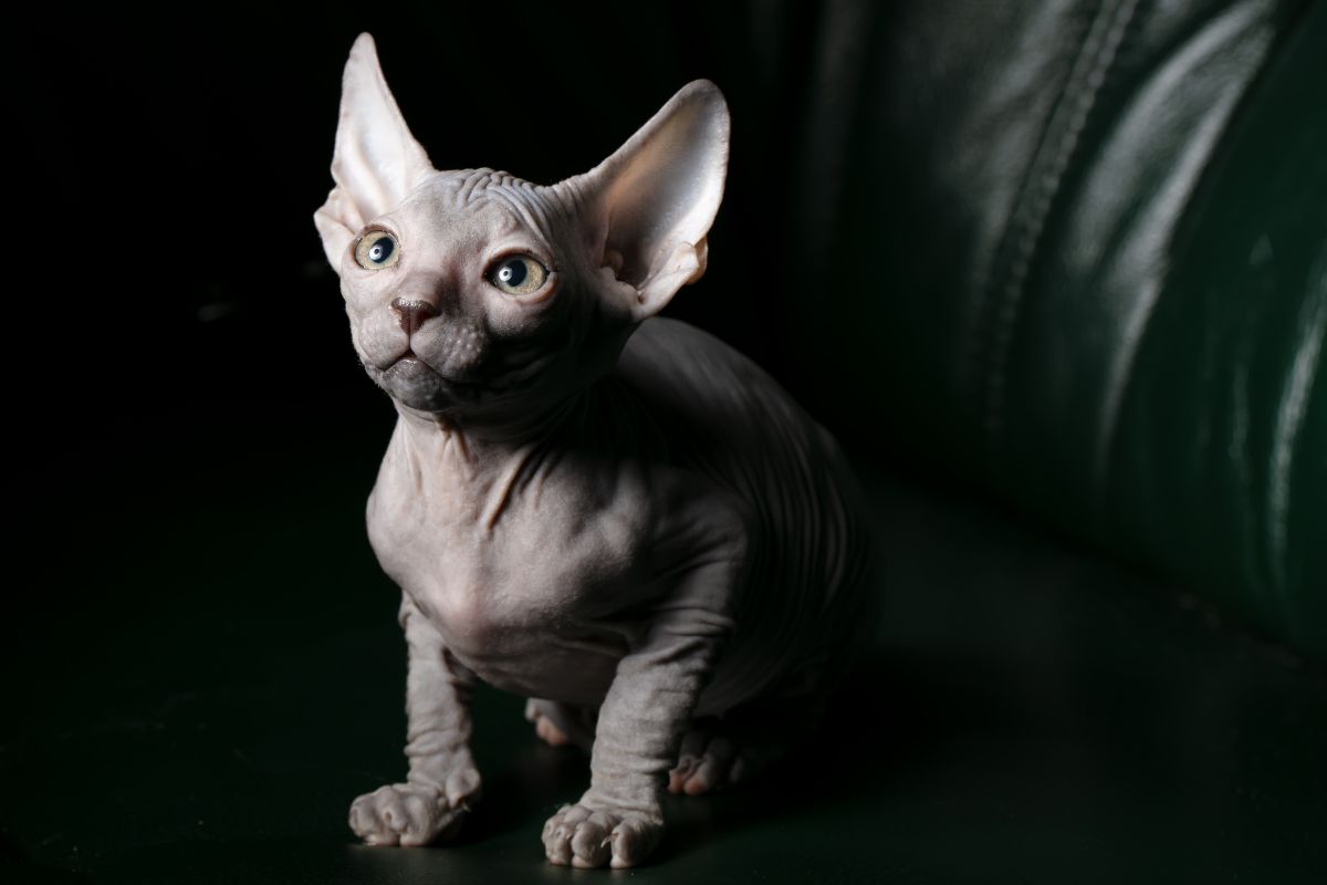 The Fascinating World of Rare Cat Breeds: Traits and Care Tips – Urbaki ...