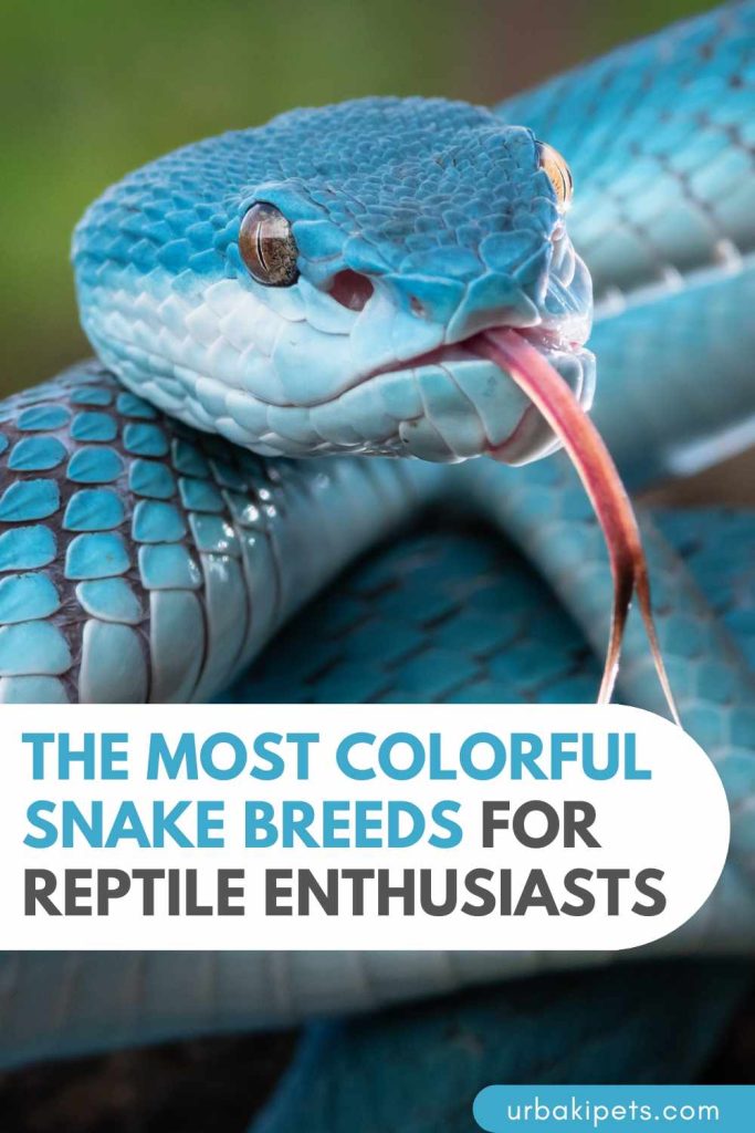 The Most Colorful Snake Breeds for Reptile Enthusiasts – Urbaki Pets