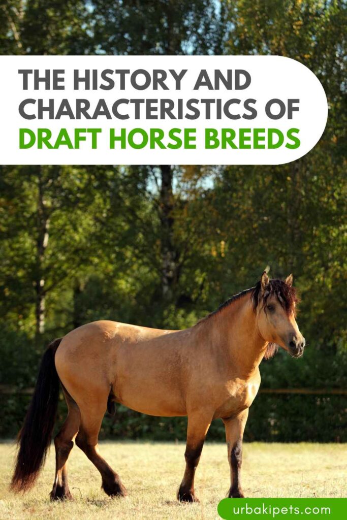 The History and Characteristics of Draft Horse Breeds – Urbaki Pets